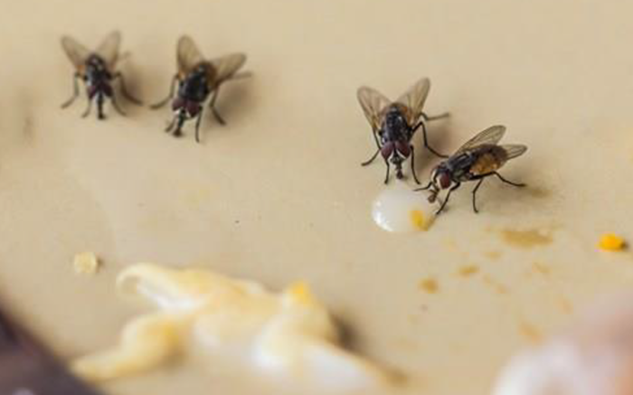 Professional Flies Control Service | Advance Pest Management