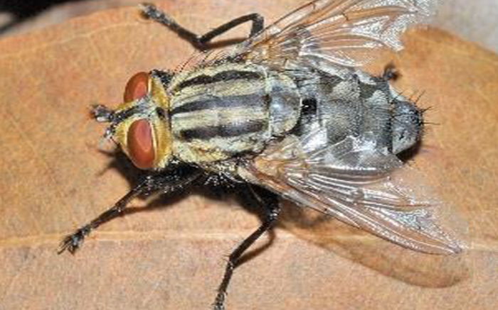 Professional Flies Control Service | Advance Pest Management