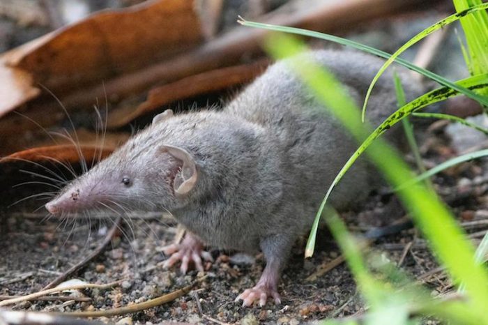 Shrew